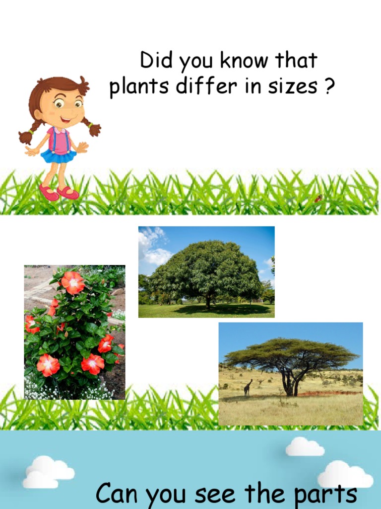 Science 3 - Parts of Tree | PDF