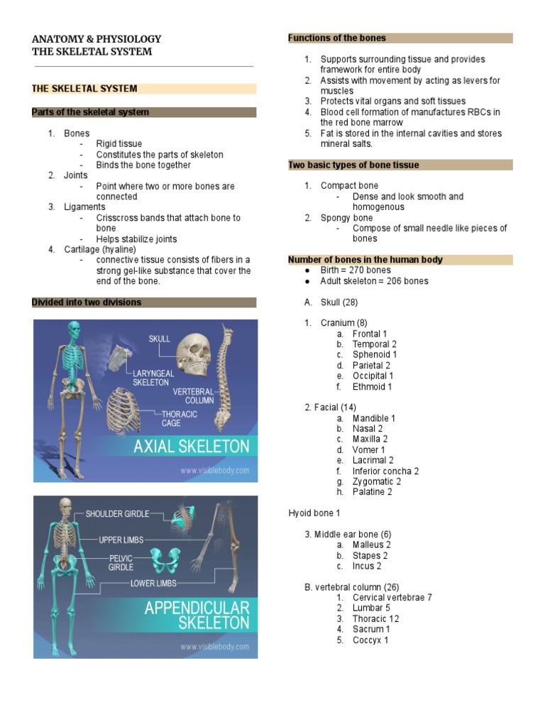 skeletal-system | PDF | Vertebra | Skull