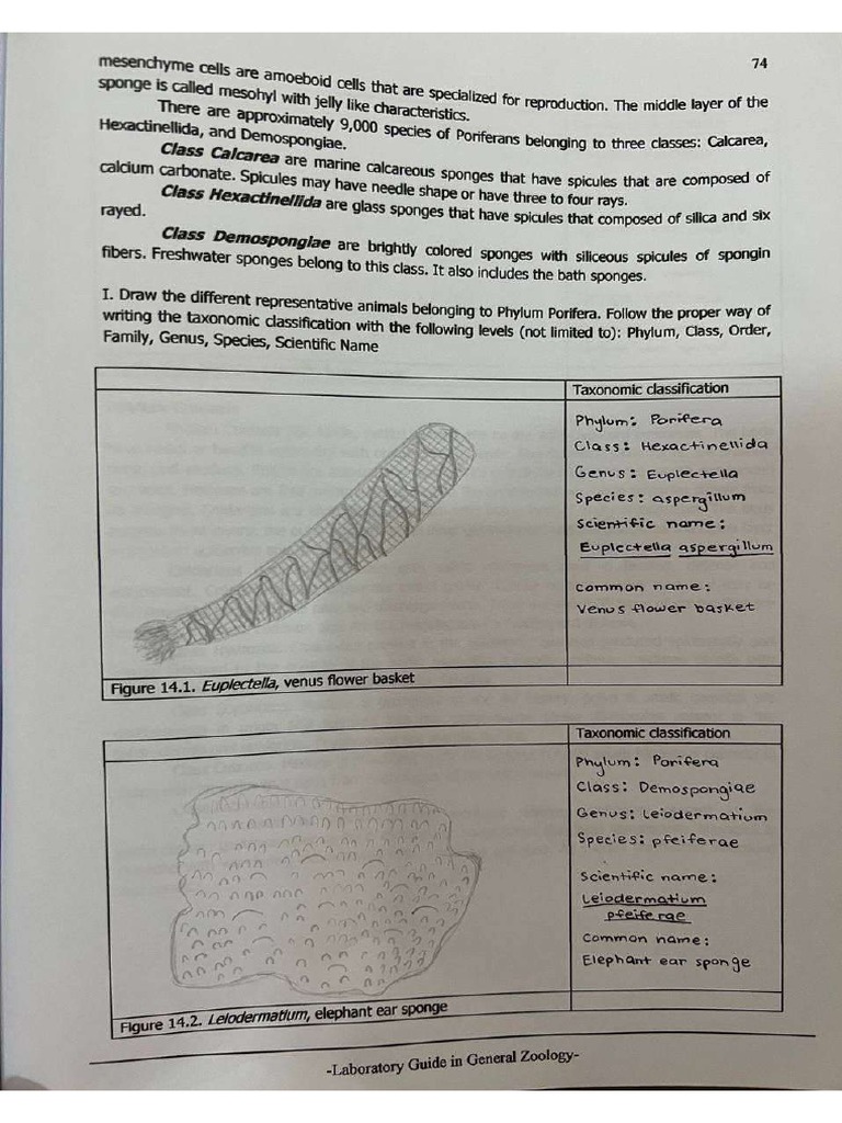 Zoology Laboratory - Activity 14 Animal Diversity and Classification | PDF
