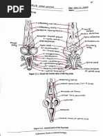 Frog Muscular System Overview | PDF | Vertebra | Anatomical Terms Of Motion
