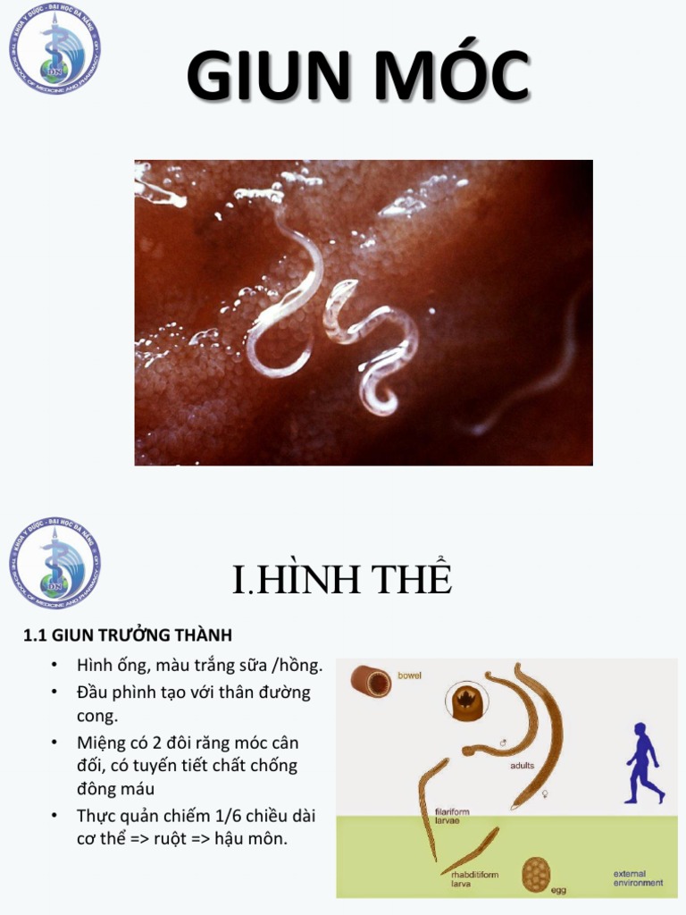 Giun Móc | PDF