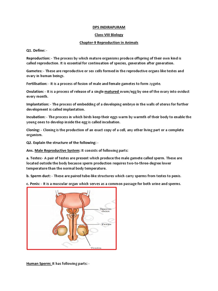 Reproduction in Animals Module | PDF | Fertilisation | Reproductive System