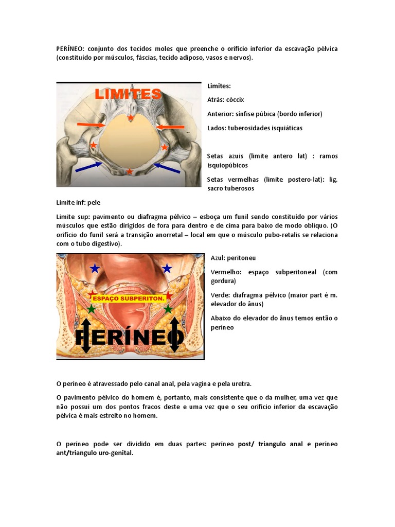 Aula Períneo | PDF | Pélvis | Anatomia humana