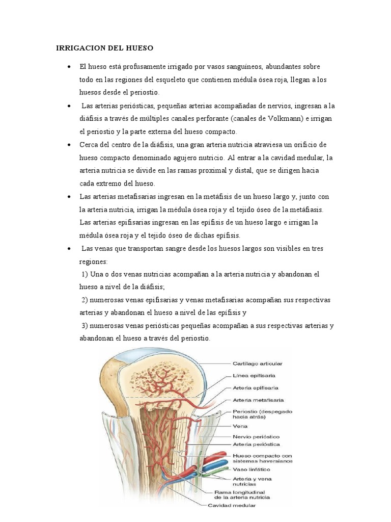 Irrigacion Del Hueso | PDF