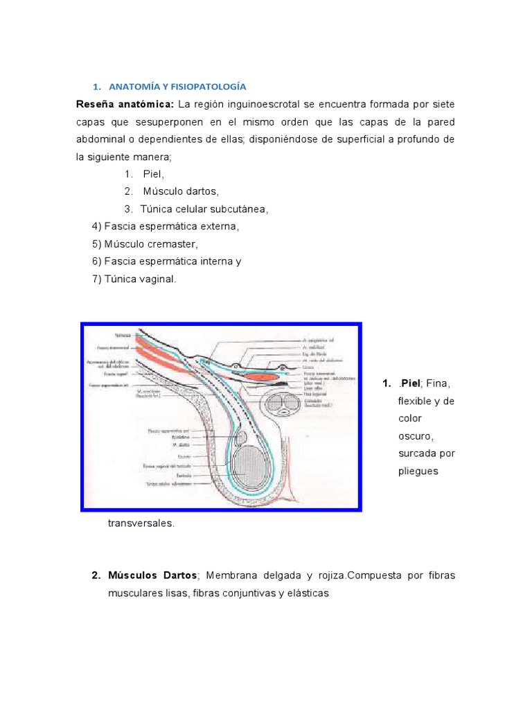 Anatomía del aparato reproductor masculino | PDF | Próstata | Músculo ...