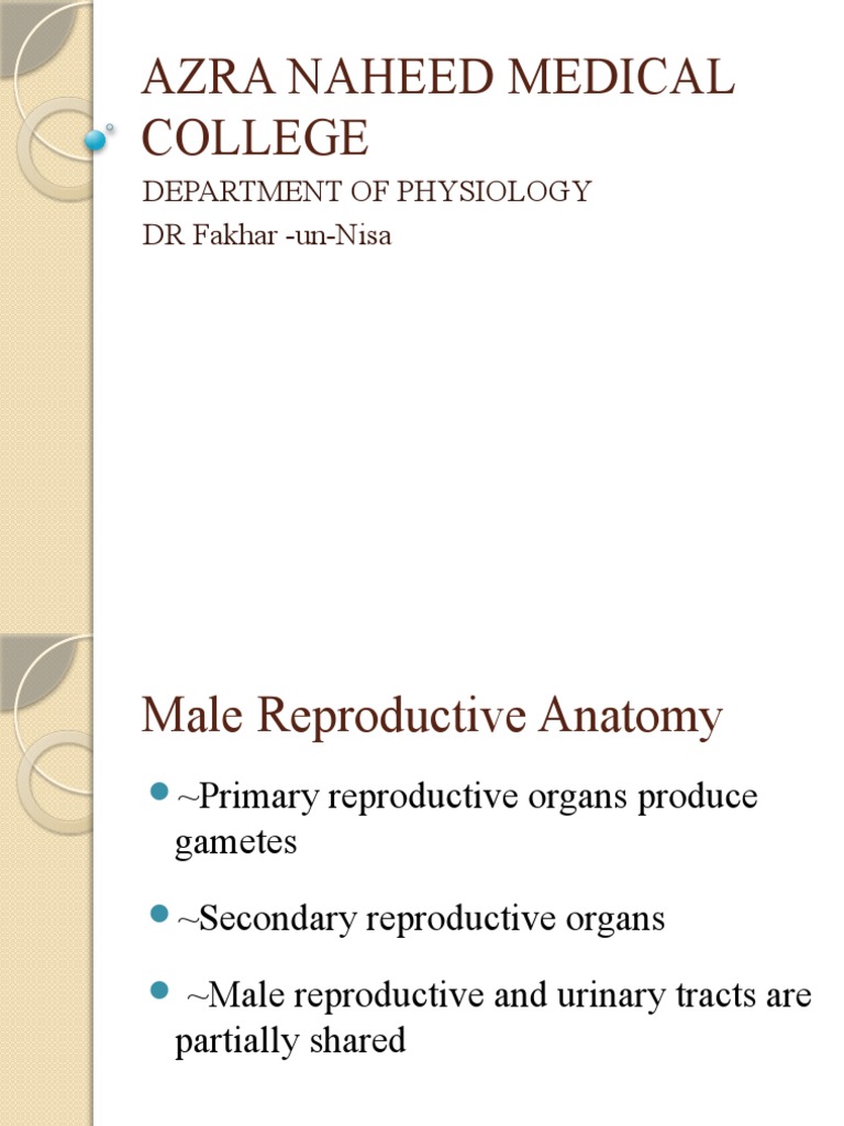 Male Reproductive System | PDF | Testicle | Reproductive System