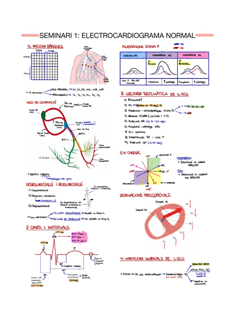 Resum SEM1, TE1, TE2, TE3, TE4 I TE13 | PDF | Enfermedades cardiovasculares | Corazón
