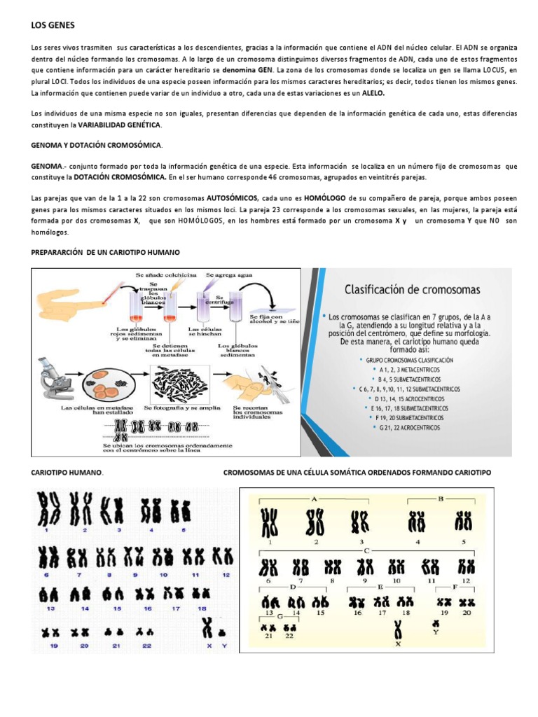 GENES-cariotipo Humano Semana 13.biolo P2 | PDF | Cromosoma | Cariotipo