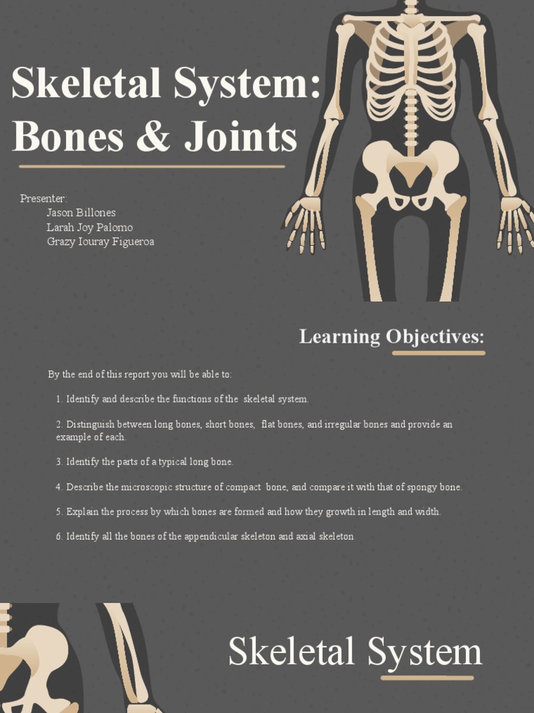 Skeletal System | PDF | Anatomical Terms Of Motion | Skeleton