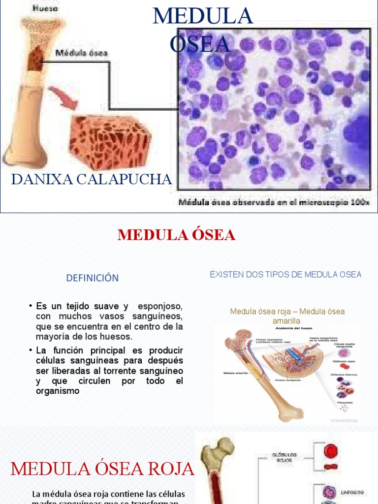Funciones y Tipos de Médula Ósea | PDF