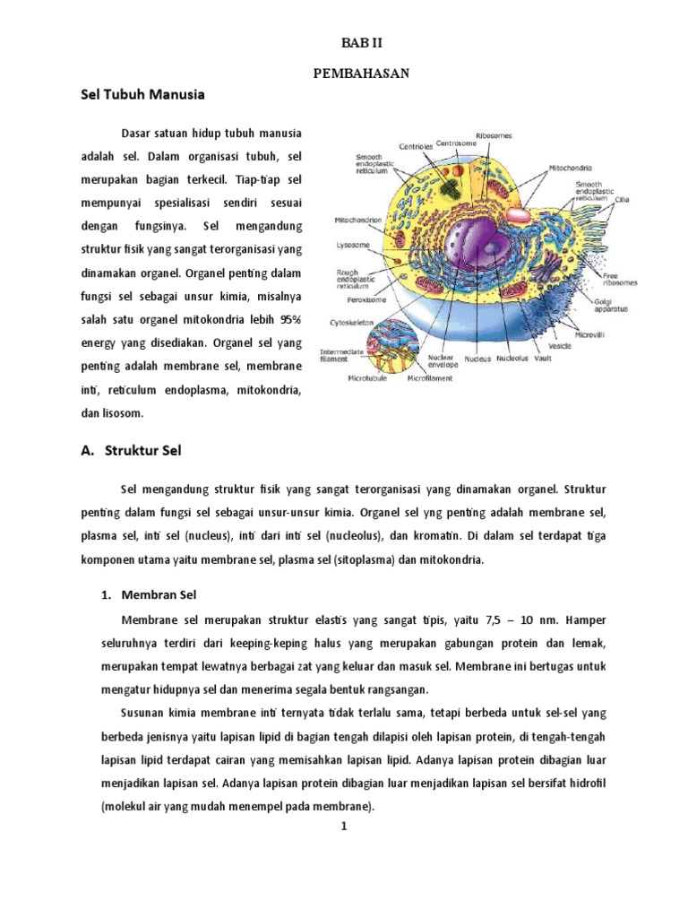 Anatomi Fisiologi Sel | PDF