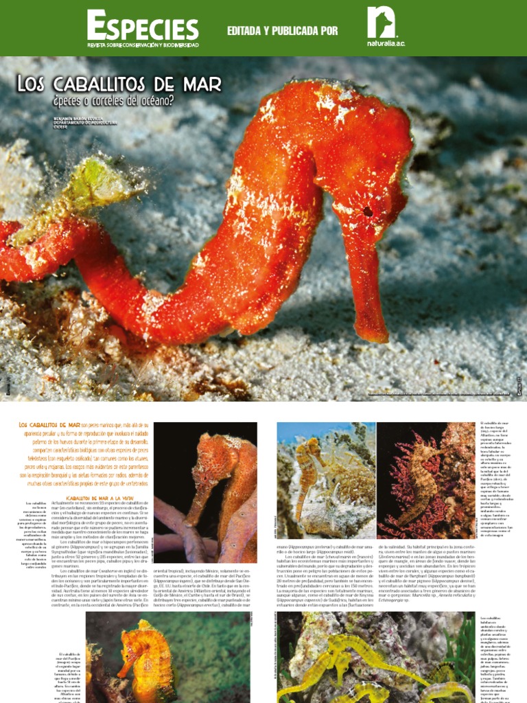 Caballitos de Mar-1 | PDF | Mar | Zoología