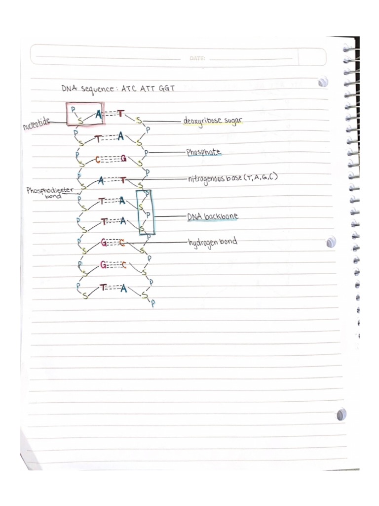 Dna Sequence Diagram | PDF