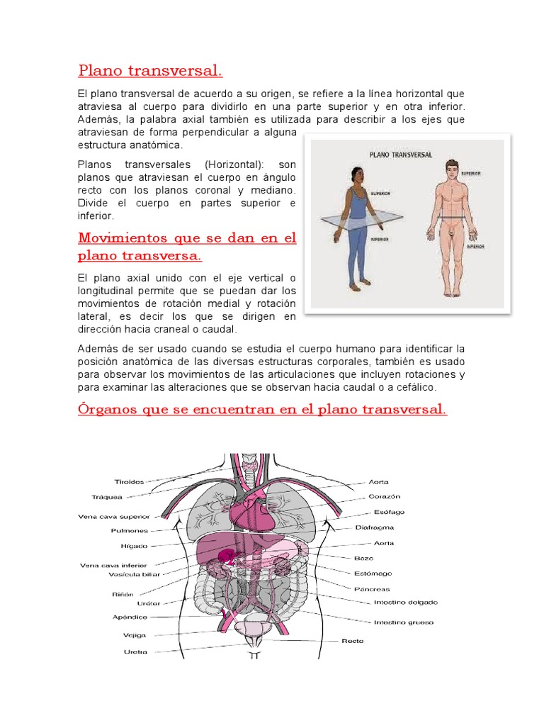 Anatomía Plano Transversal Entendiendo Los Cortes Anatómicos