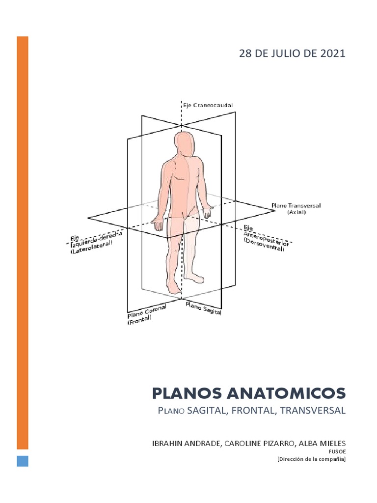 planos anatomicos | PDF | Términos anatómicos de ubicación | Anatomía