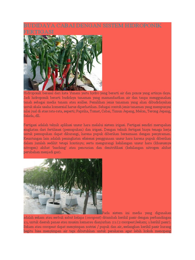 Budidaya Cabai Dengan Sistem Hidroponik Fertigasi | PDF