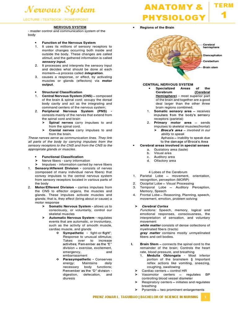 Nervous System | PDF