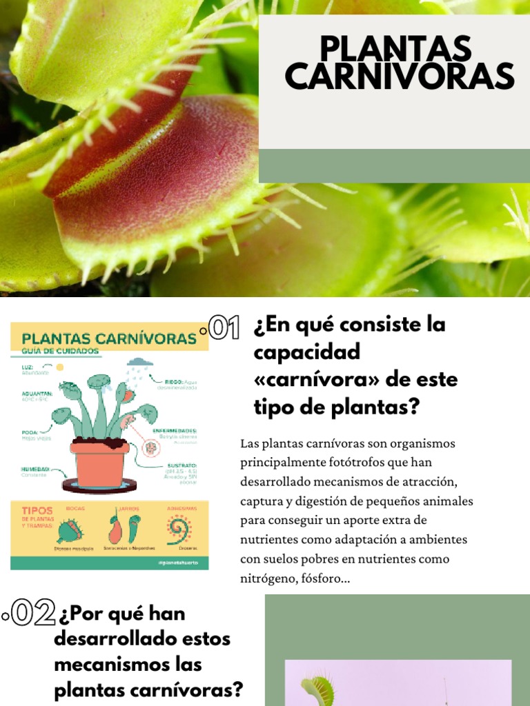 Plantas Carnívoras | PDF