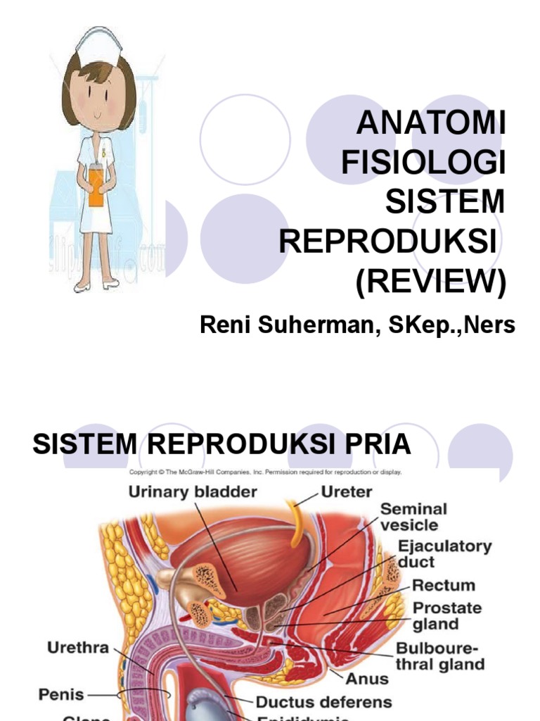 Anatomi Fisiologi Sistem Reproduksi | PDF