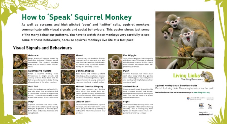 Squirrel Monkey | PDF | Psychological Concepts | Zoology