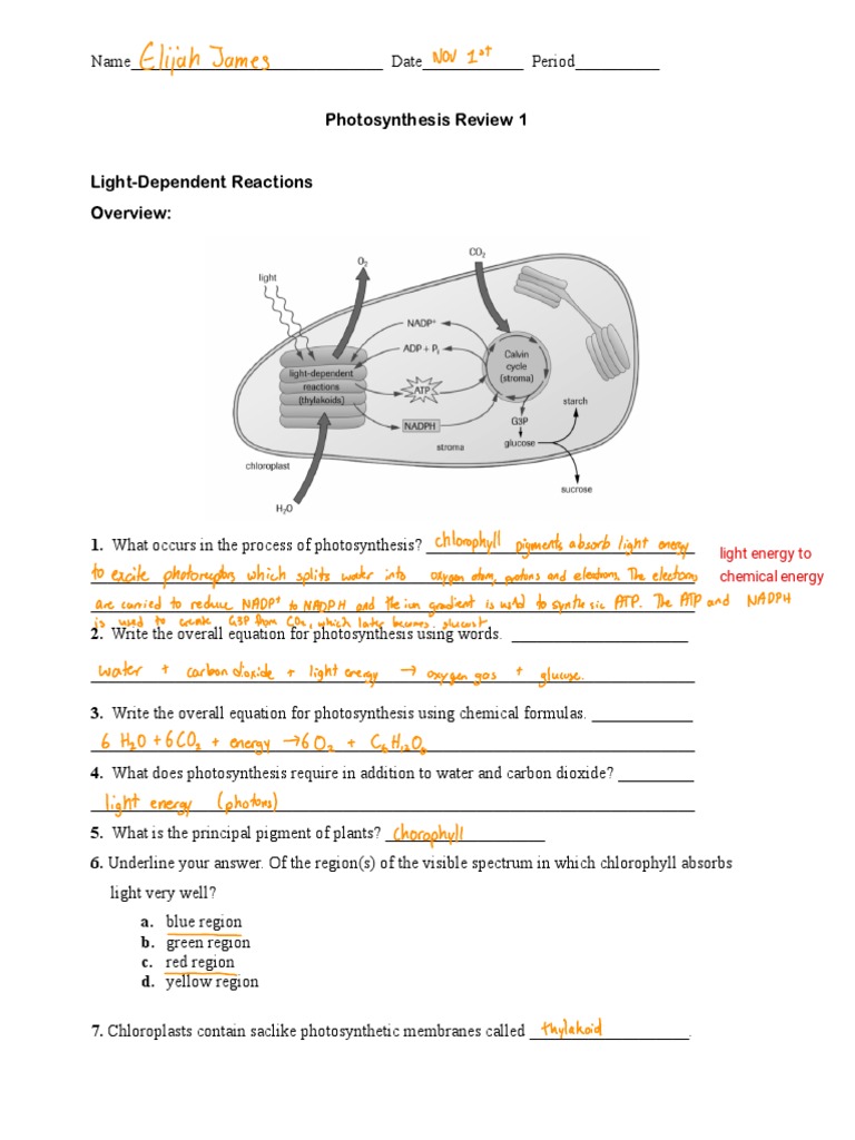 31-Photosynthesis Review Worksheets 1 and 2 | PDF | Photosynthesis ...