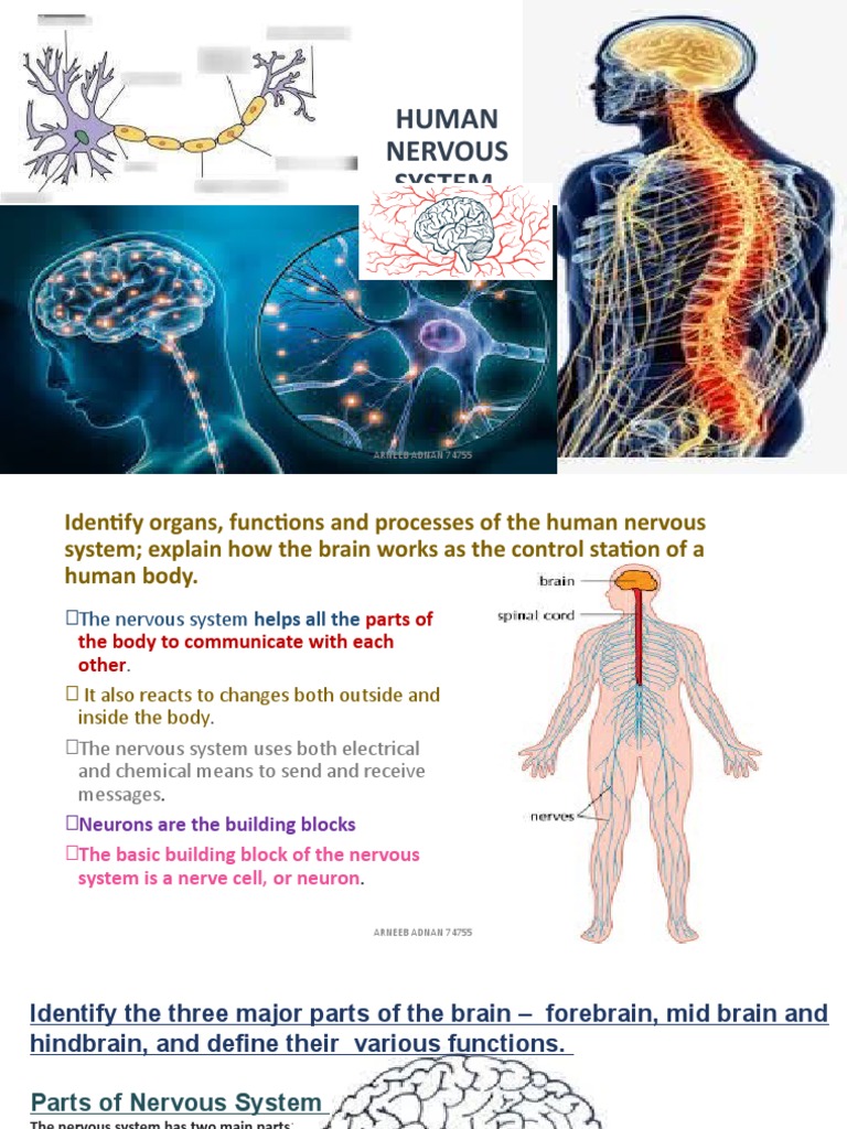 Human Nervous System | PDF | Nervous System | Neuron