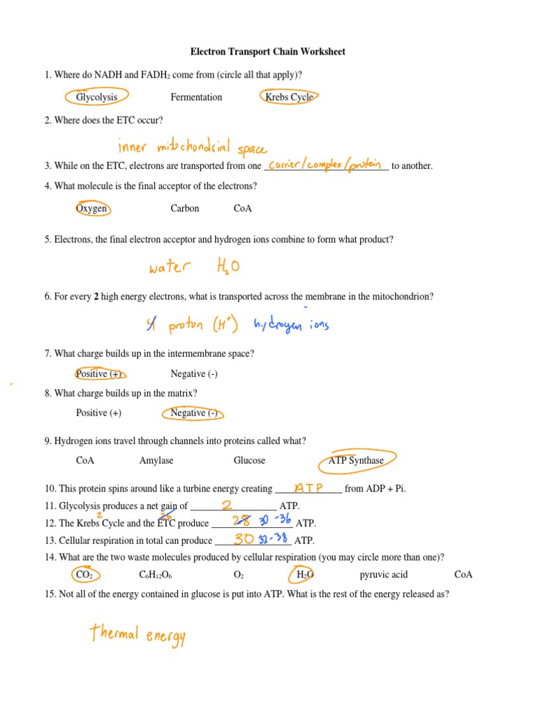 Elijah James - 24-Electron Transport Chain Worksheet | PDF