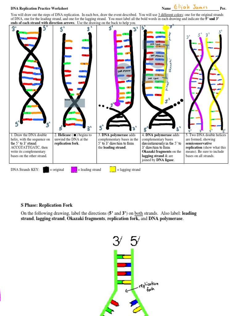 Elijah James - 35-DNA Replication Worksheet - Complete | PDF | Dna ...