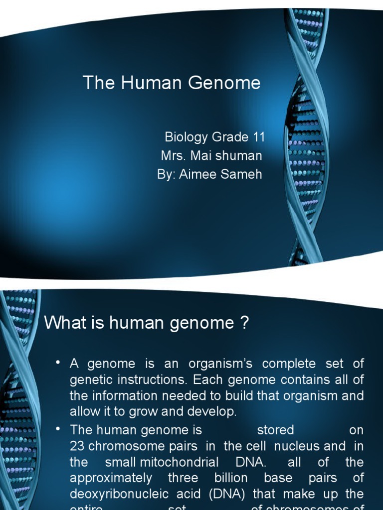 The Human Genome | PDF | Human Genome | Genome