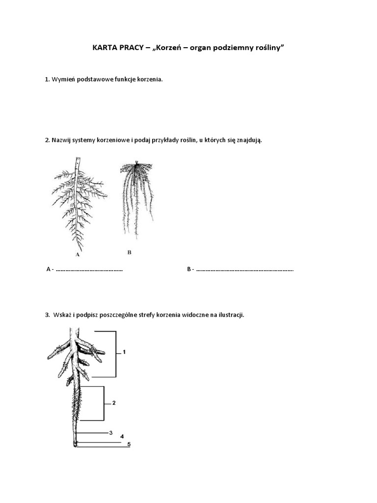 Karta Pracy Korzen | PDF