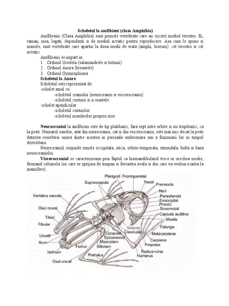 LP Schelet Amfibieni | PDF