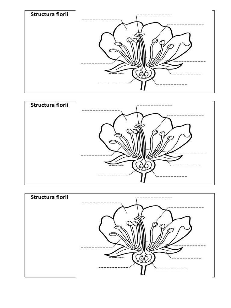 Structura Florii | PDF
