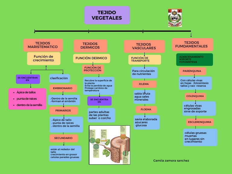 Mapa Conceptual de Tejidos Vegetales | PDF | Raíz | Tallo de la planta