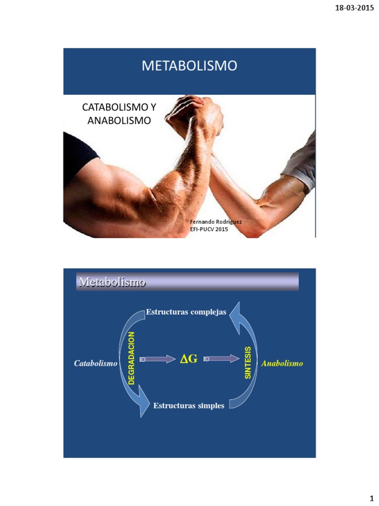 Catabolismo Anabolismo | PDF | Trifosfato de adenosina | Metabolismo