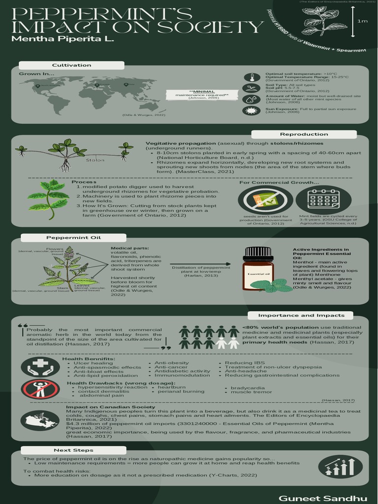 Peppermint - Research | PDF | Plants | Botany