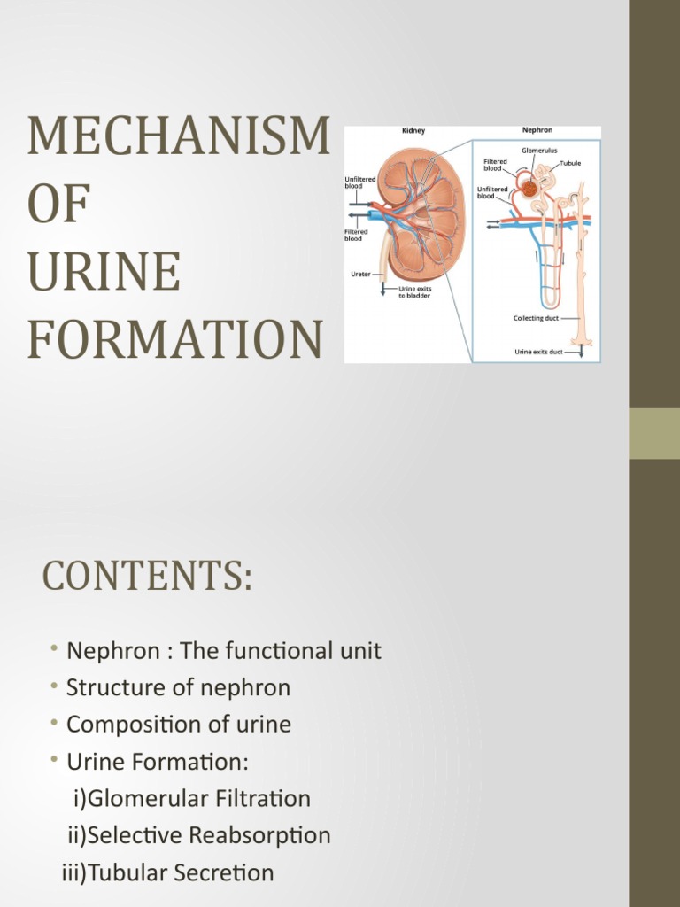 MECHANISM OF URINE FORMATION | PDF | Abdomen | Kidney