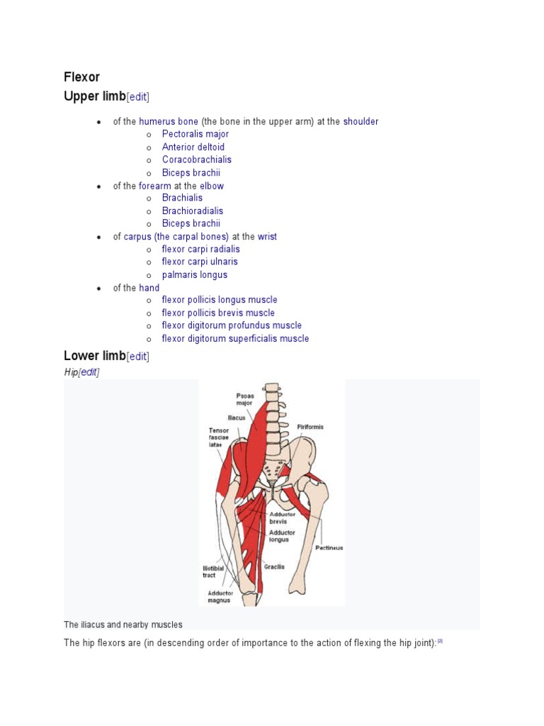 Hal-Hal Penting | PDF | Arm | Anatomical Terms Of Motion