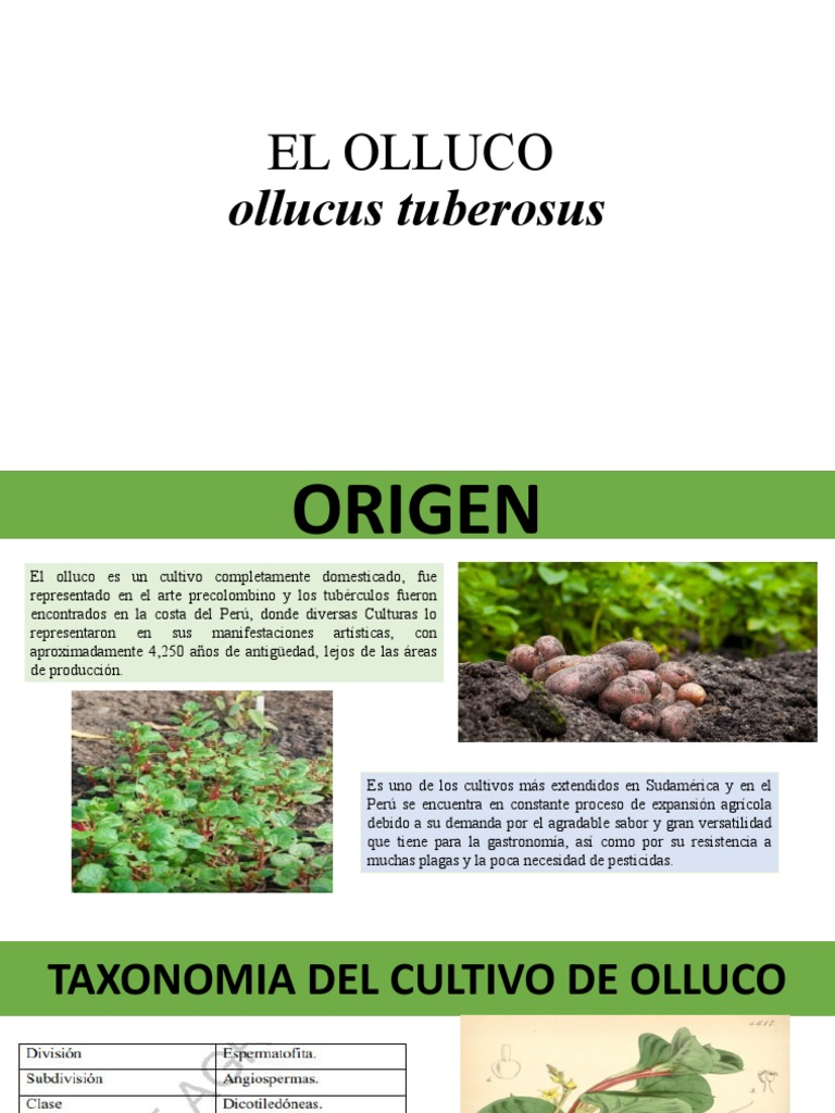 Olluco Expo | PDF | Fertilizante | Industria de alimentos