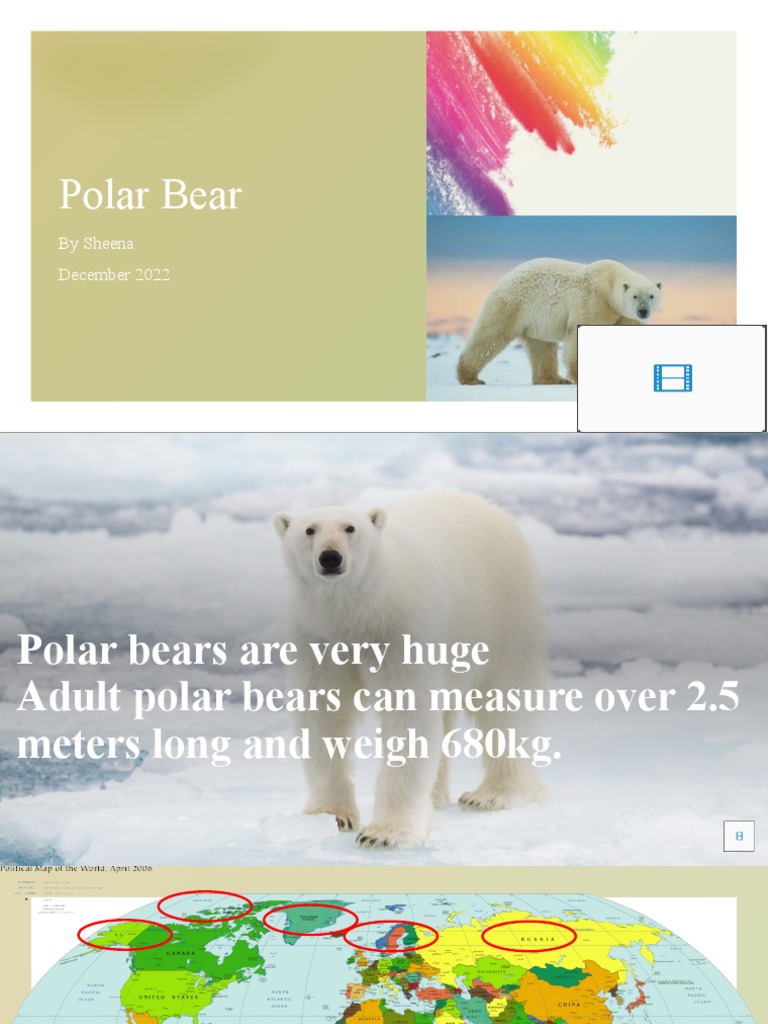 Polar Bear | PDF