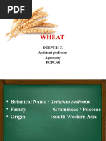 Flower Biology of Wheat 1 | PDF