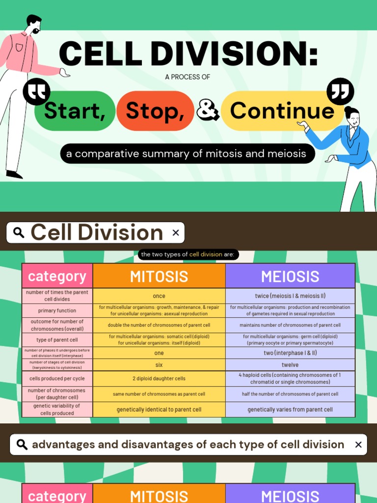 Cell Division | PDF | Meiosis | Mitosis