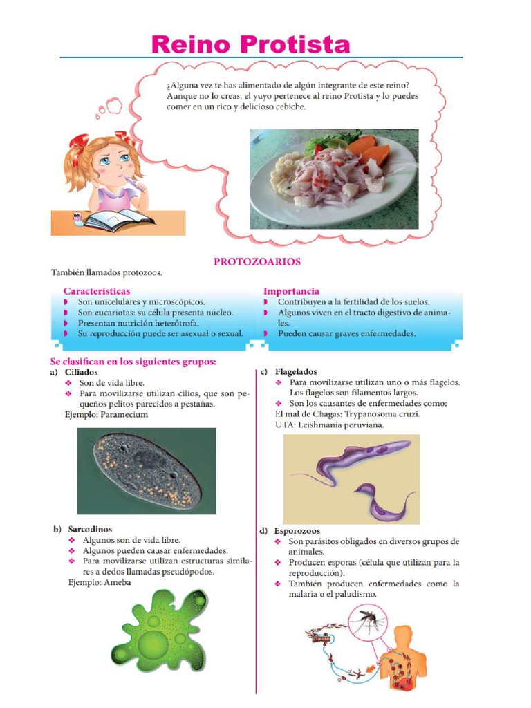 Ciencia 23 - 4to Grado Reino Protista | PDF