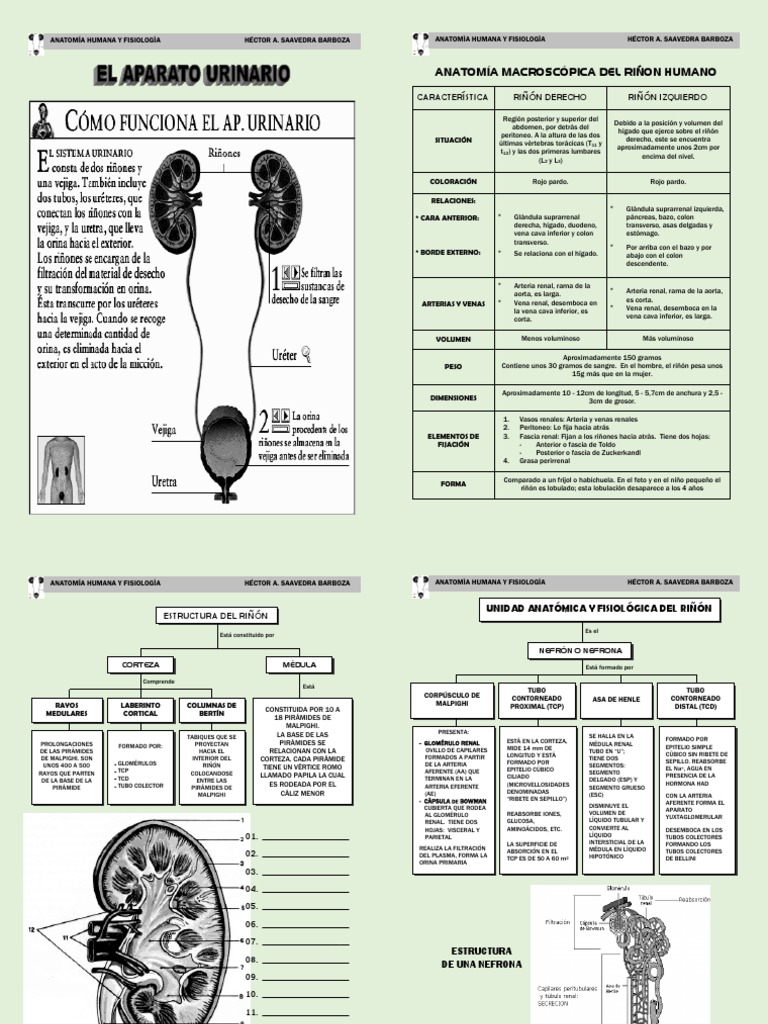Aparato Urinario | PDF | Riñón | Orina