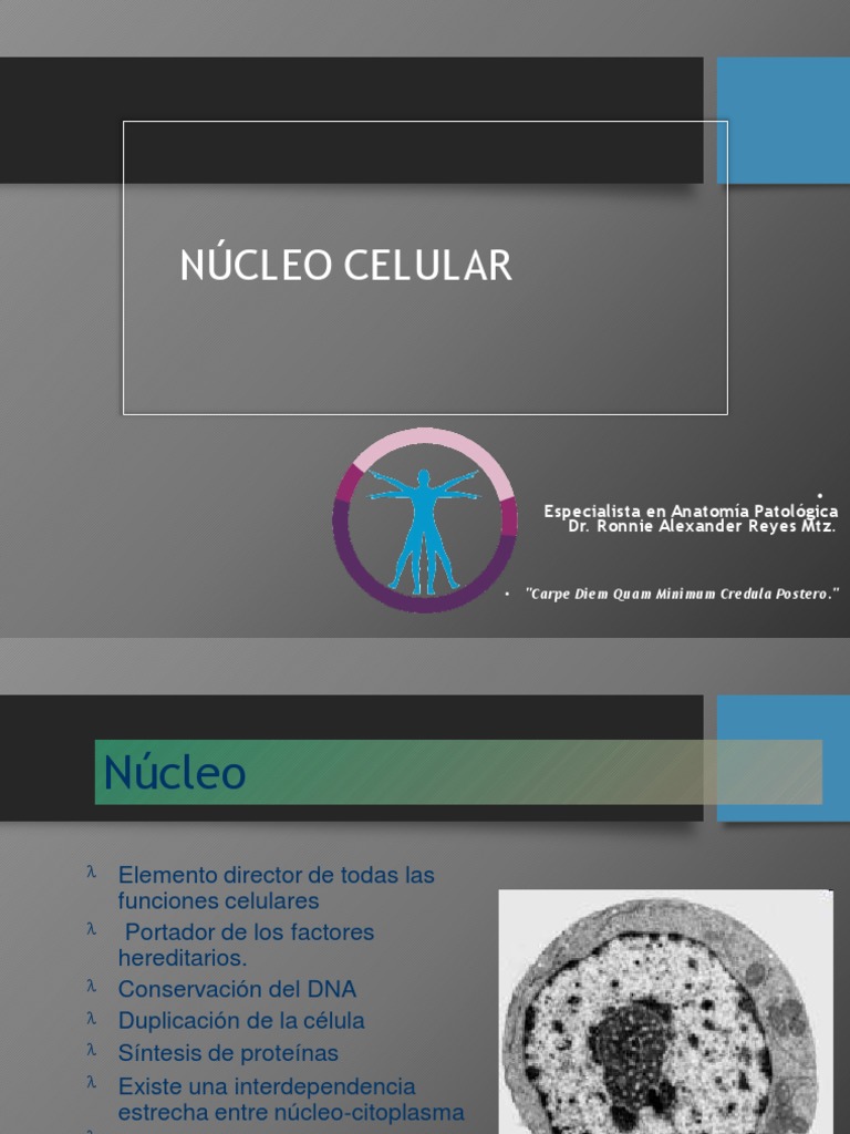 El núcleo celular: estructura y funciones clave | PDF | Nucleo celular ...