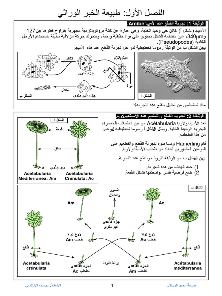 2 1 Tabiaat Alkhabar Alwirati | PDF