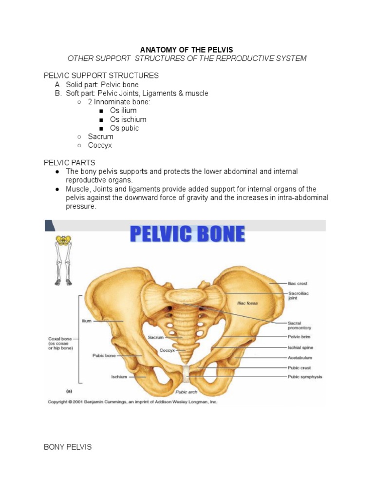 Anatomy of The Pelvis | PDF | Pelvis | Lactation