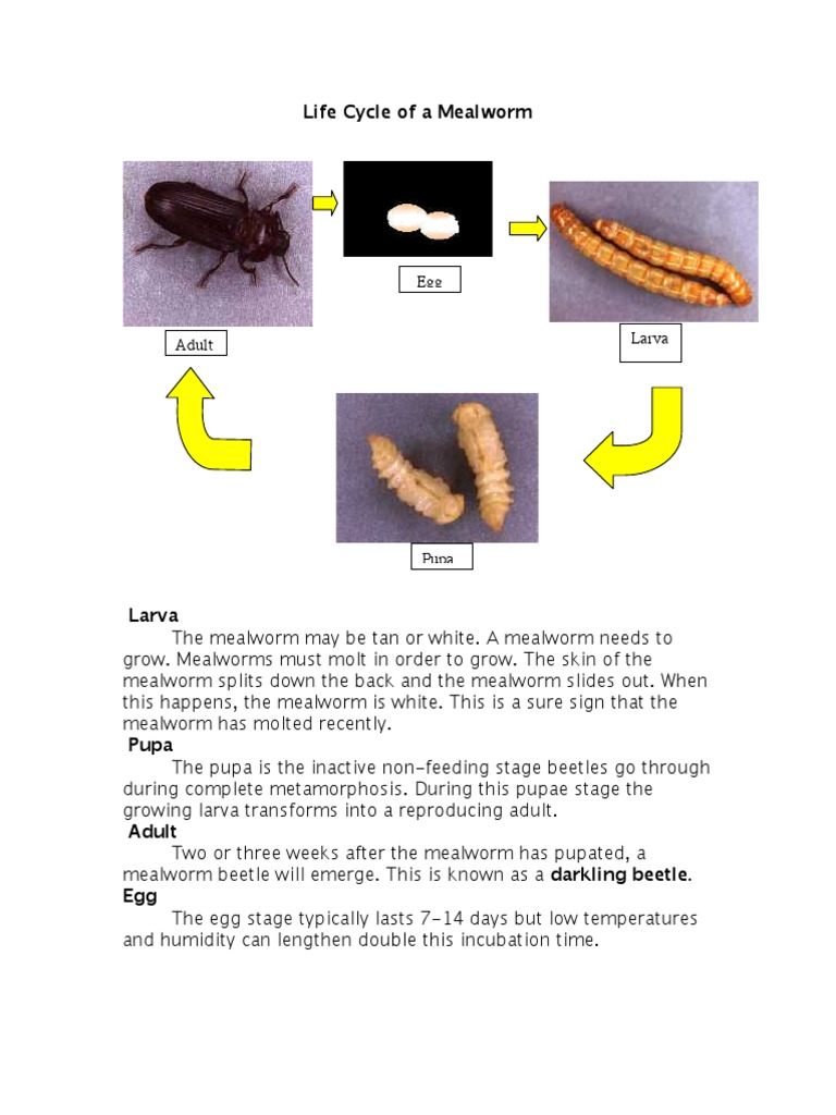 Life Cycle of A Mealworm | PDF | Insects