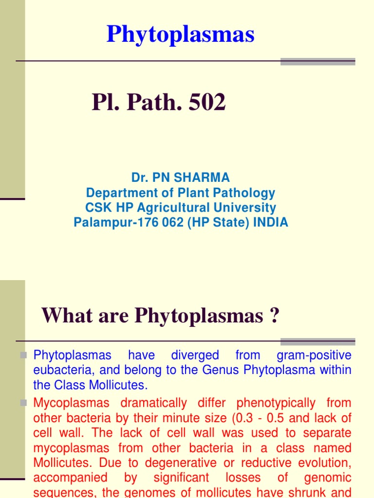 Lect. 10 PL Path 502 Phytoplasma | PDF | Mycoplasma | Organisms