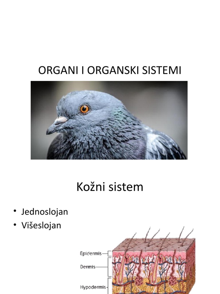 Organi I Organski Sistemi | PDF
