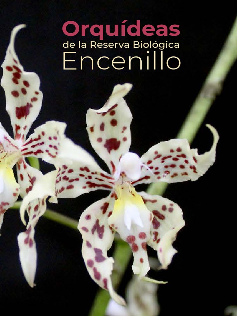 Orquideas de La Reserva Encenillo Fundacion Natura | PDF | Los bosques ...